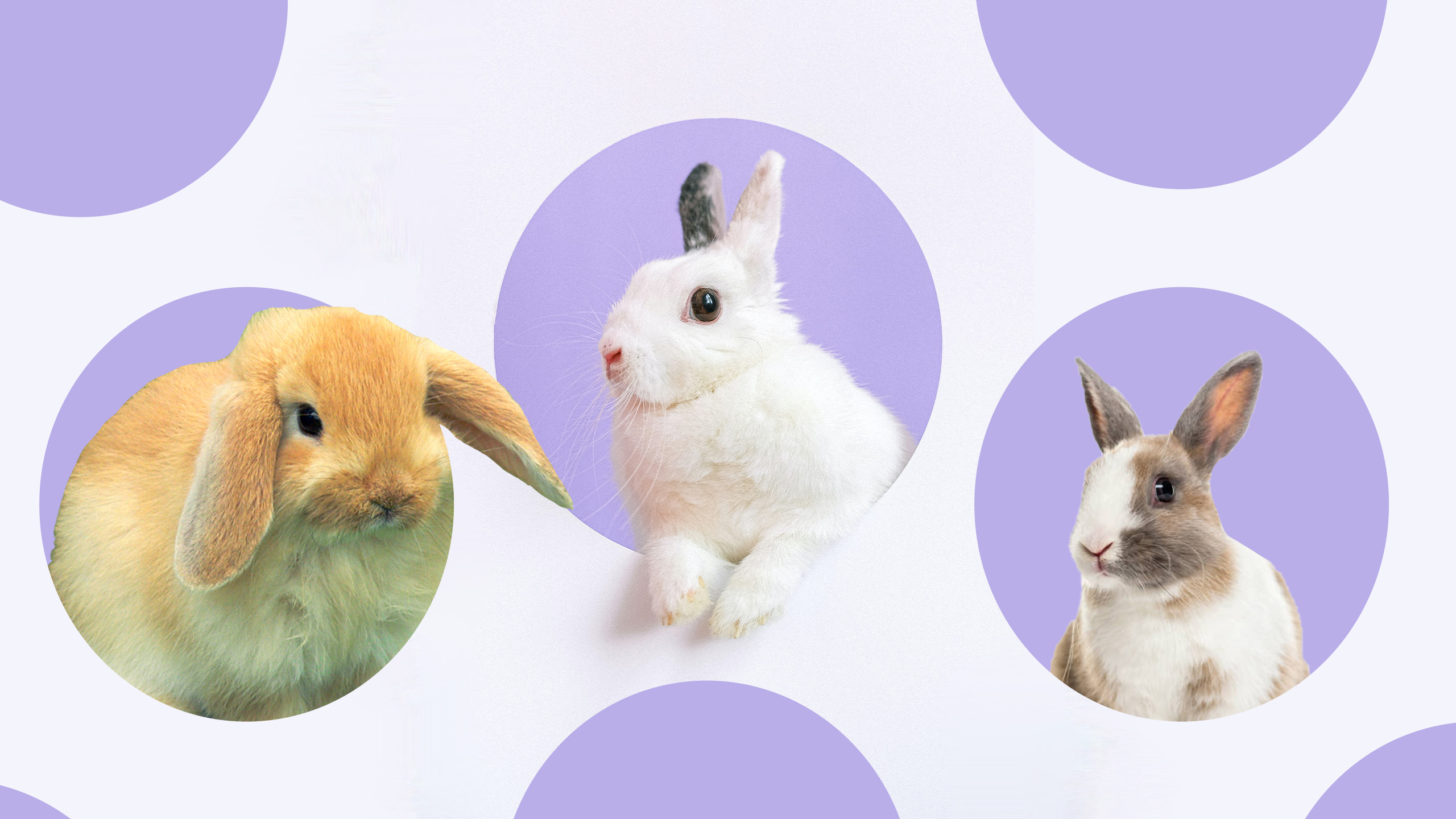 Bunny-Born Kids: Here's What We Know About the Rabbit Zodiac