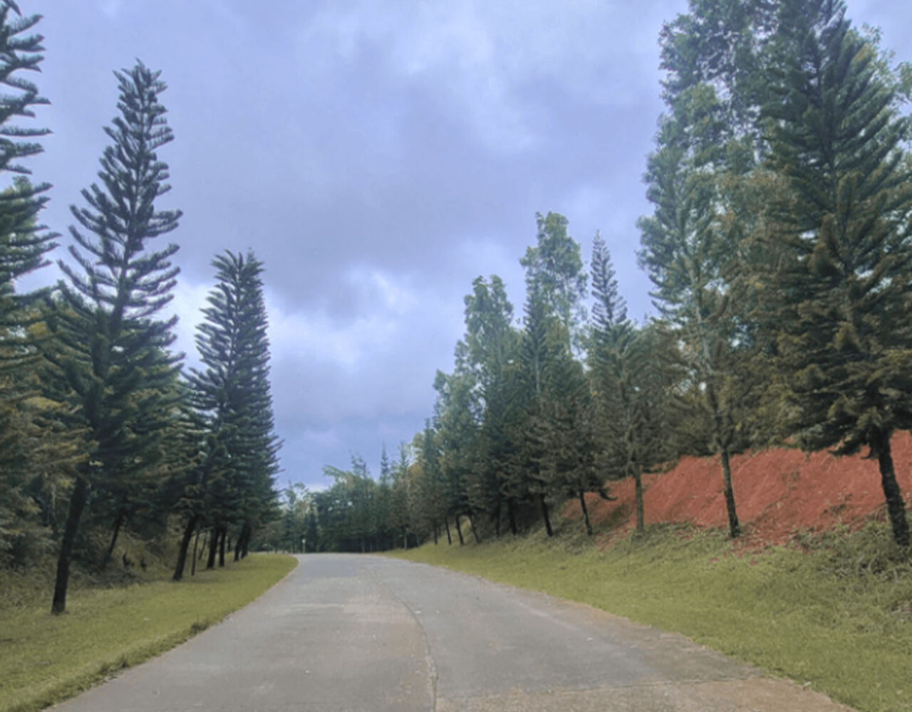 Why Kids and Parents Should Start Hugging Trees