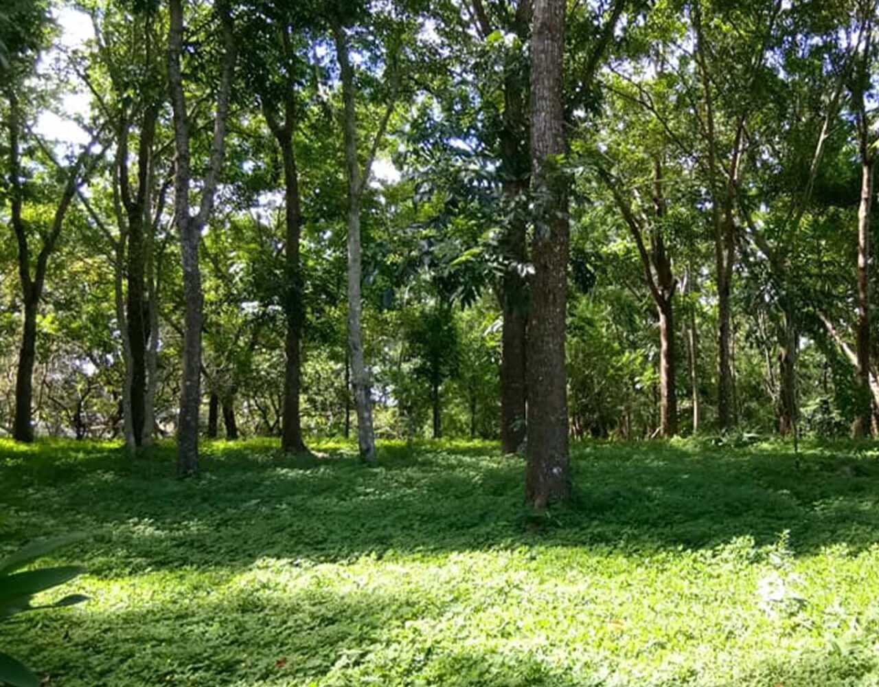 Why Kids and Parents Should Start Hugging Trees